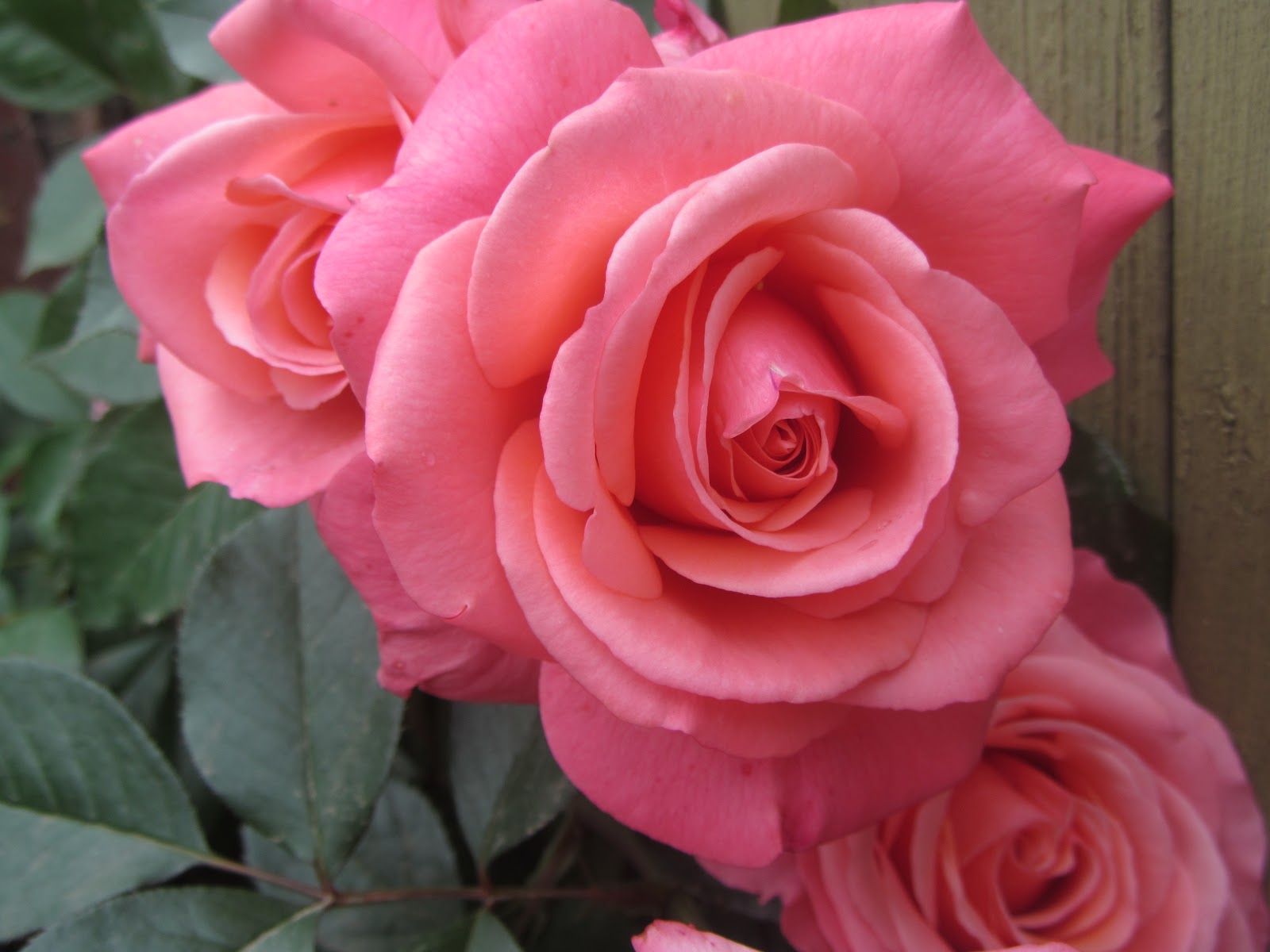 Quiltedtime: Portraits of Roses II